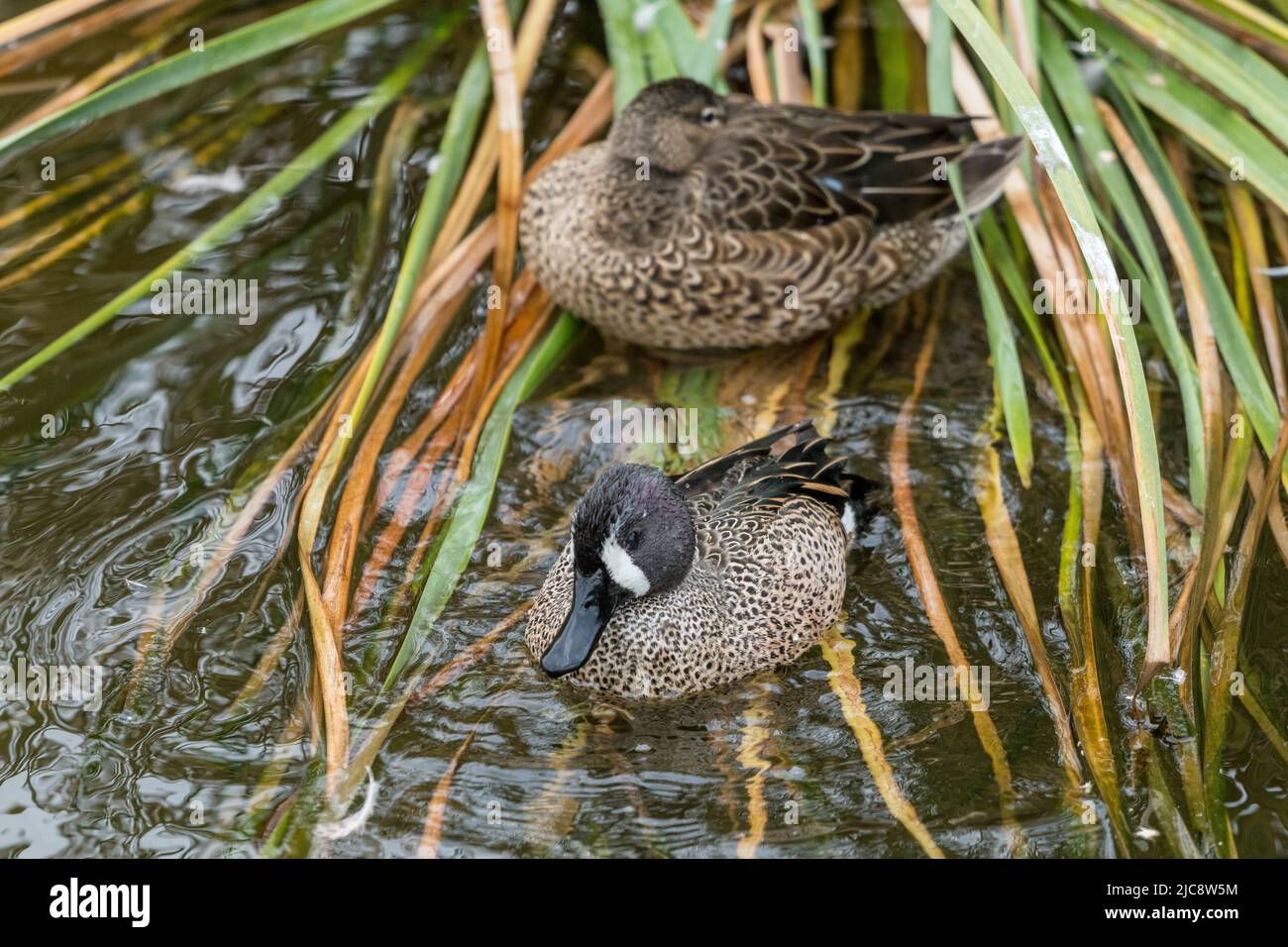 A drake and hen Blue-winged Teal, Spatula discors, in a marsh. South ...