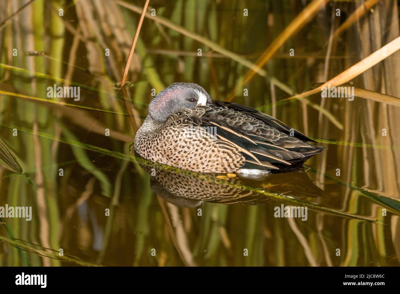 A drake Blue-winged Teal, Spatula discors, napping in a marsh in the ...