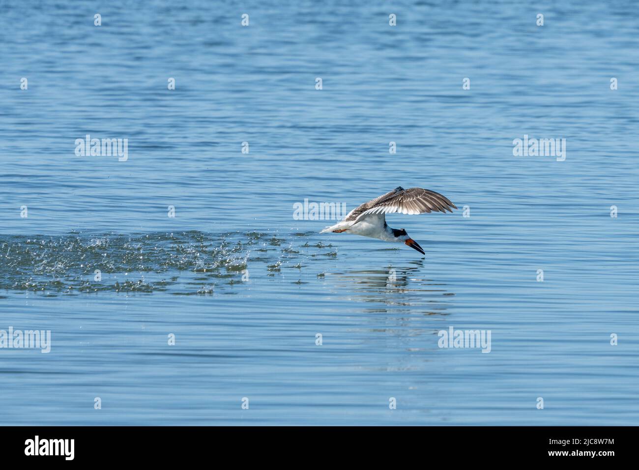 A Black Skimmer, Rynchops niger, on a skimming run hunting fish over ...