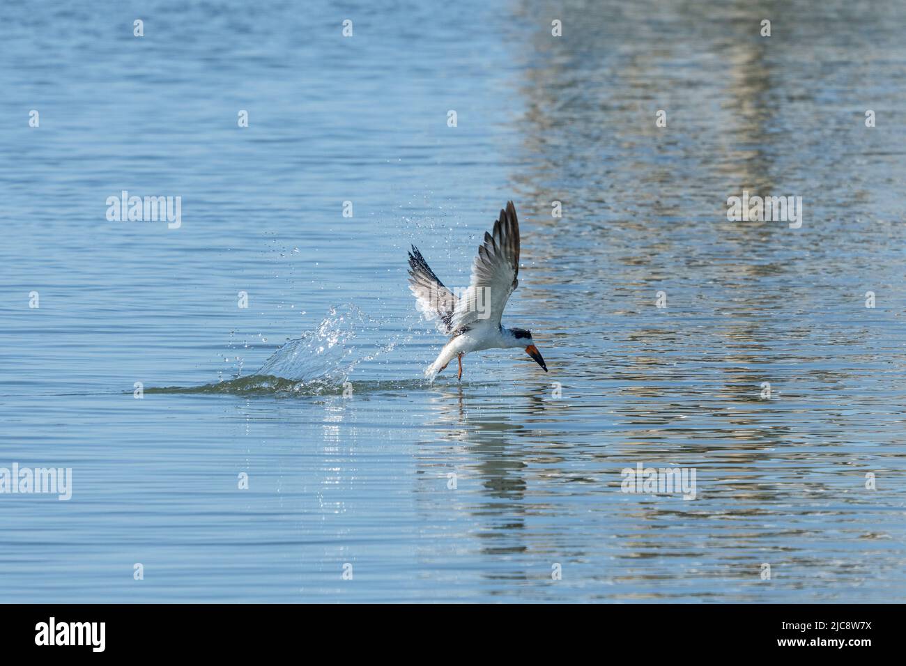 Asymetrical bill hi-res stock photography and images - Alamy