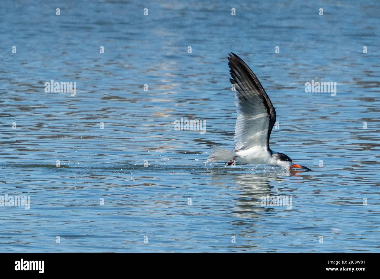 Asymetrical bill hi-res stock photography and images - Alamy