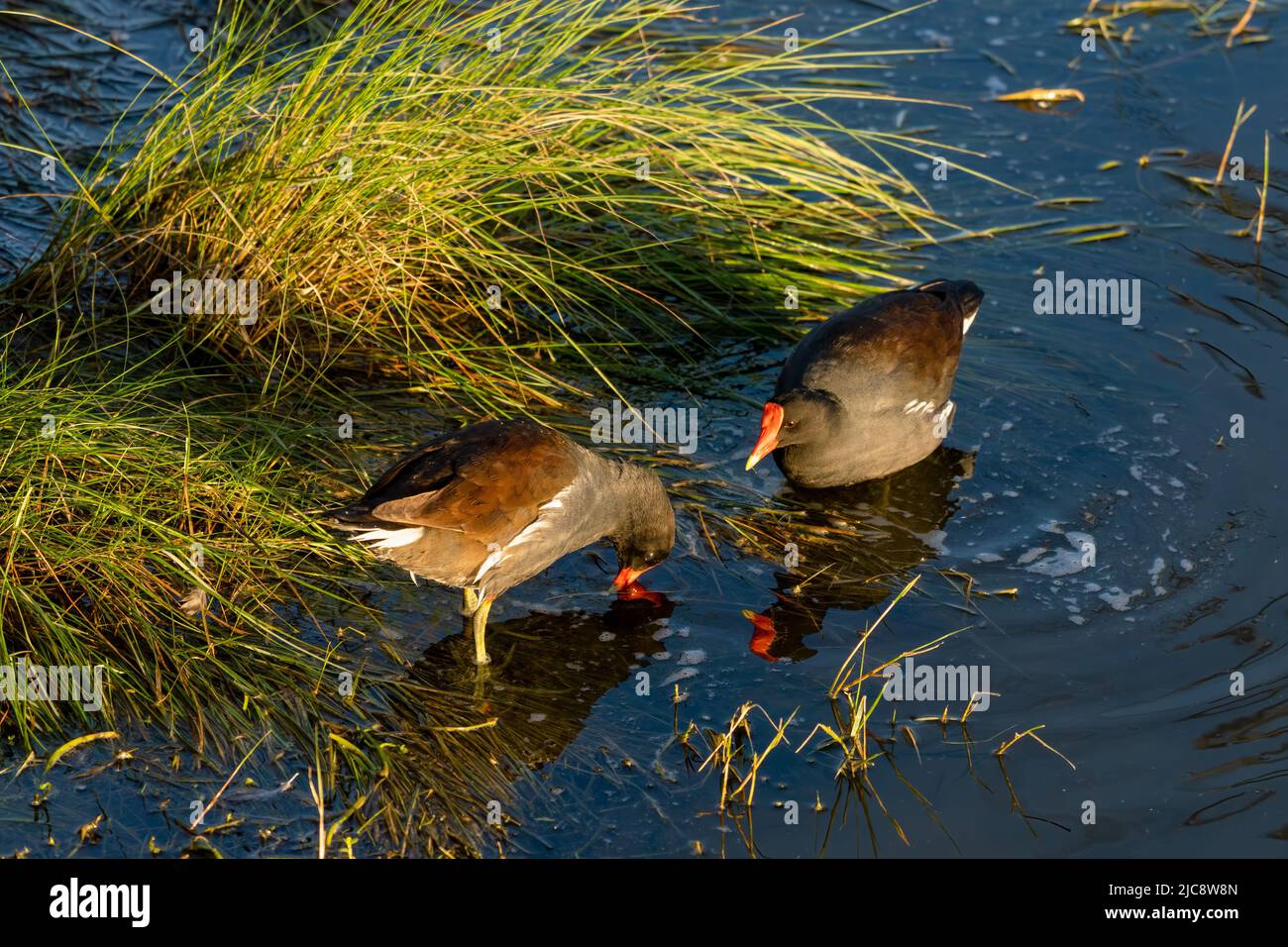 Two Common Gallinules, Gallinula galeata, feeding in a shallow wetland ...