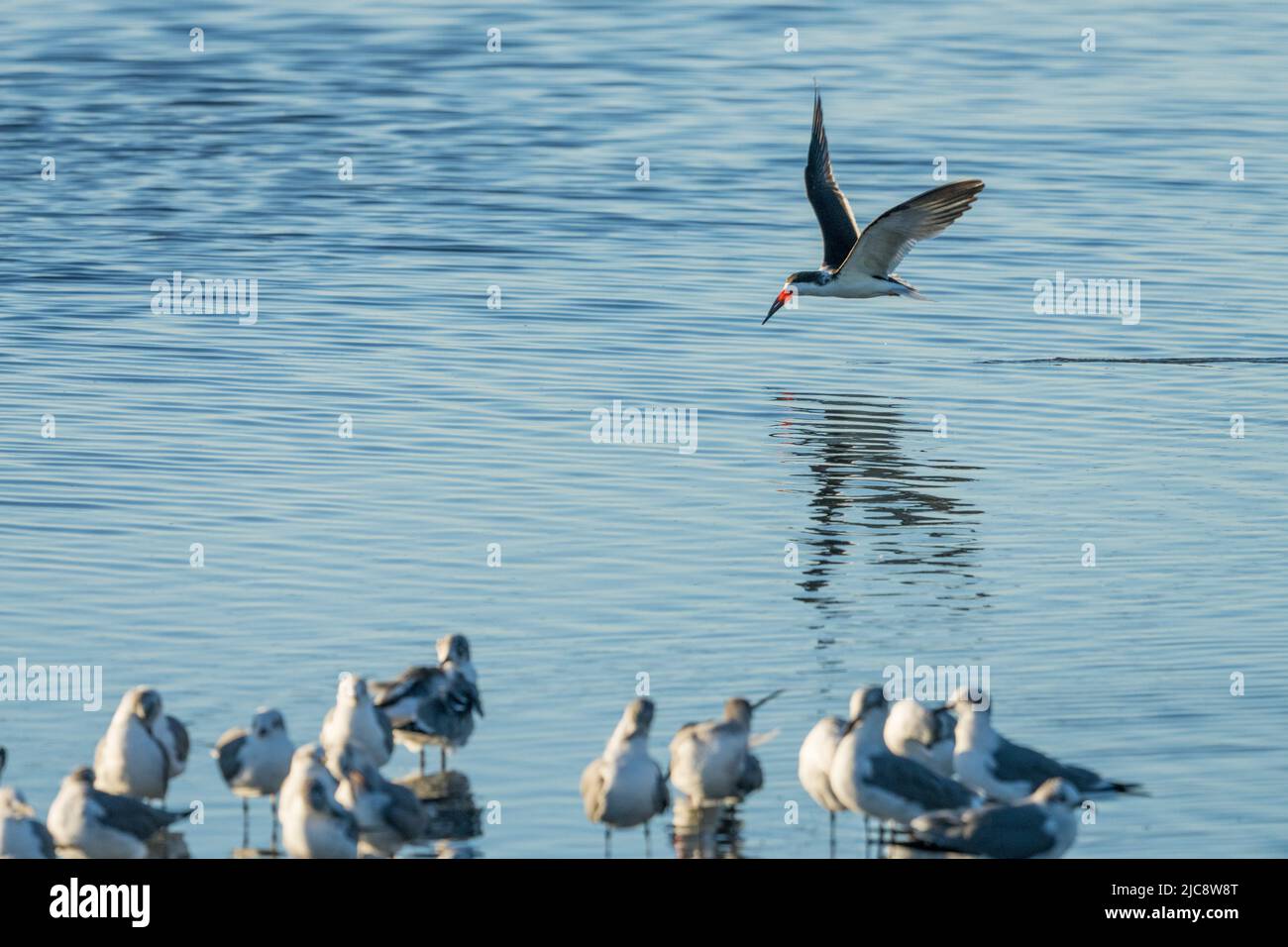 Skimming image hi-res stock photography and images - Alamy