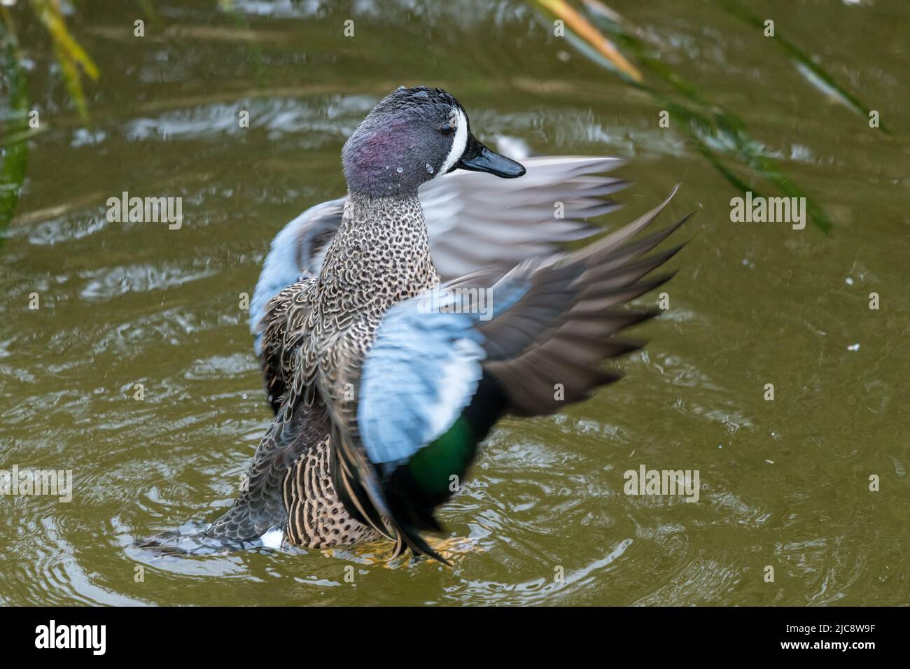 A Blue-winged Teal drake flaps his wings while bathing in a marsh in ...