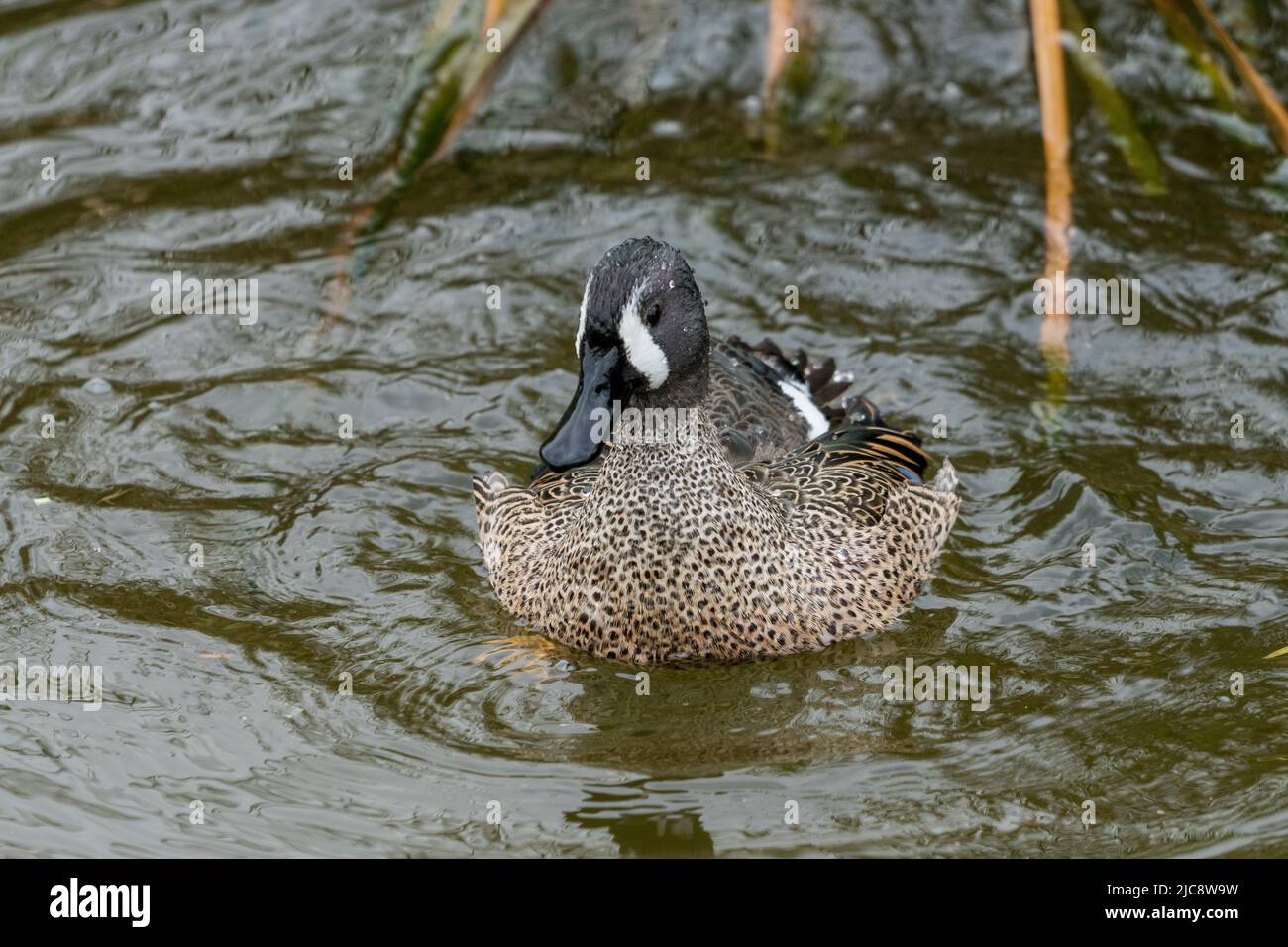 A Blue-winged Teal drake splashes while bathing in a marsh in the South ...
