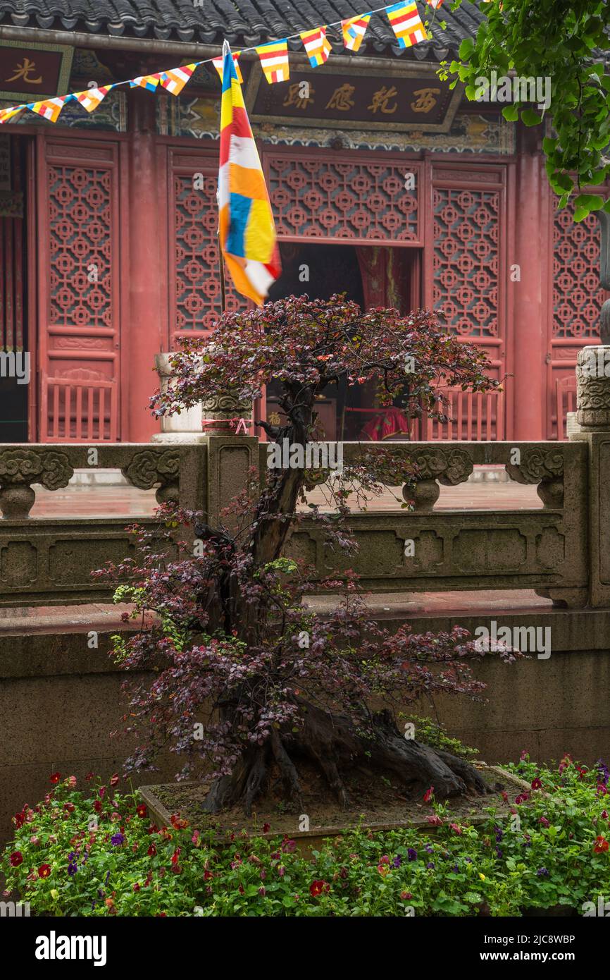 A bonsai tree & prayer flags in front of the Grand Precious Hall in the ...