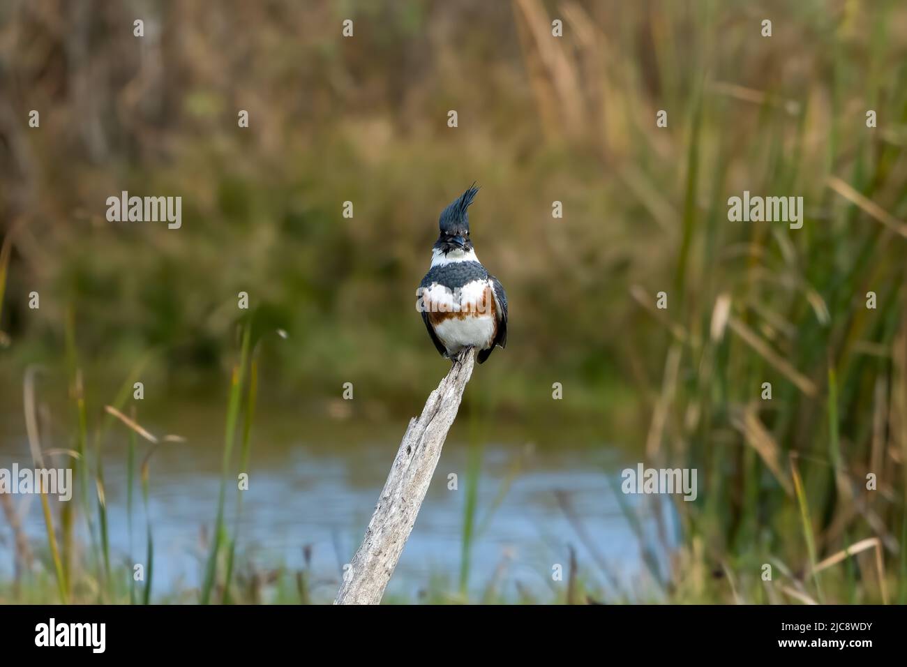 A Belted Kingfisher, Megaceryle alcyon, perched on a tree stump at the ...