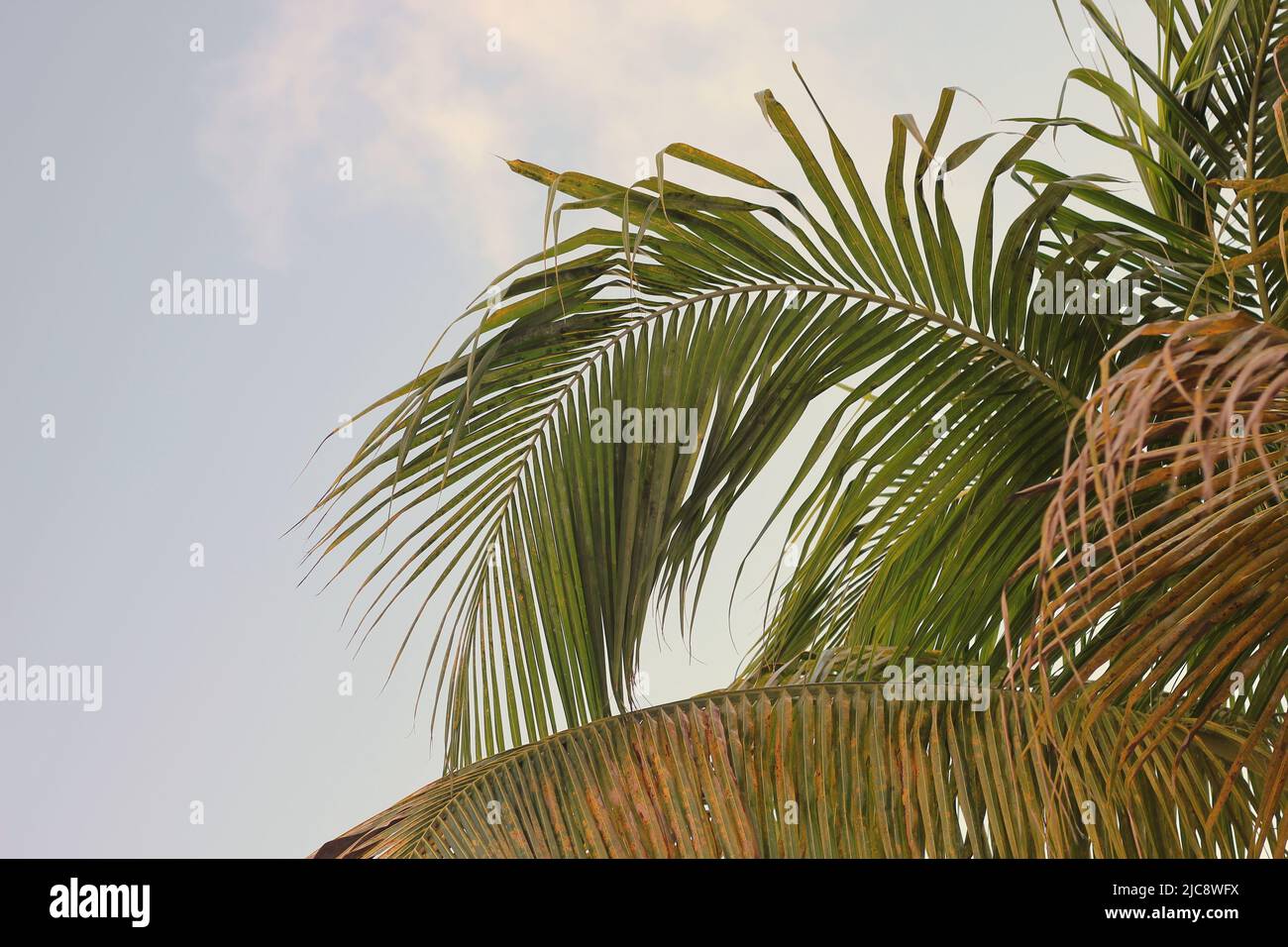 Tropical palm trees growing in the sunny meadow Stock Photo - Alamy