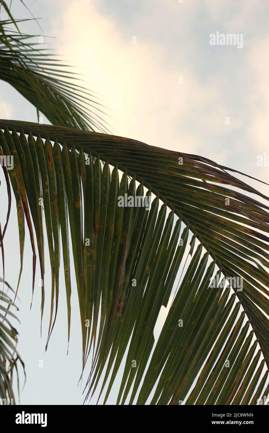 Tropical palm trees growing in the sunny meadow Stock Photo - Alamy