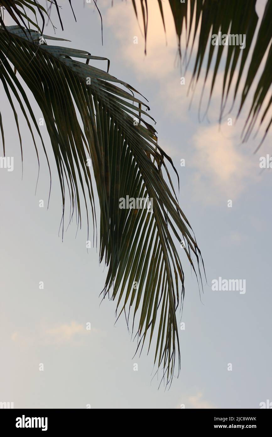 Tropical palm trees growing in the sunny meadow Stock Photo - Alamy