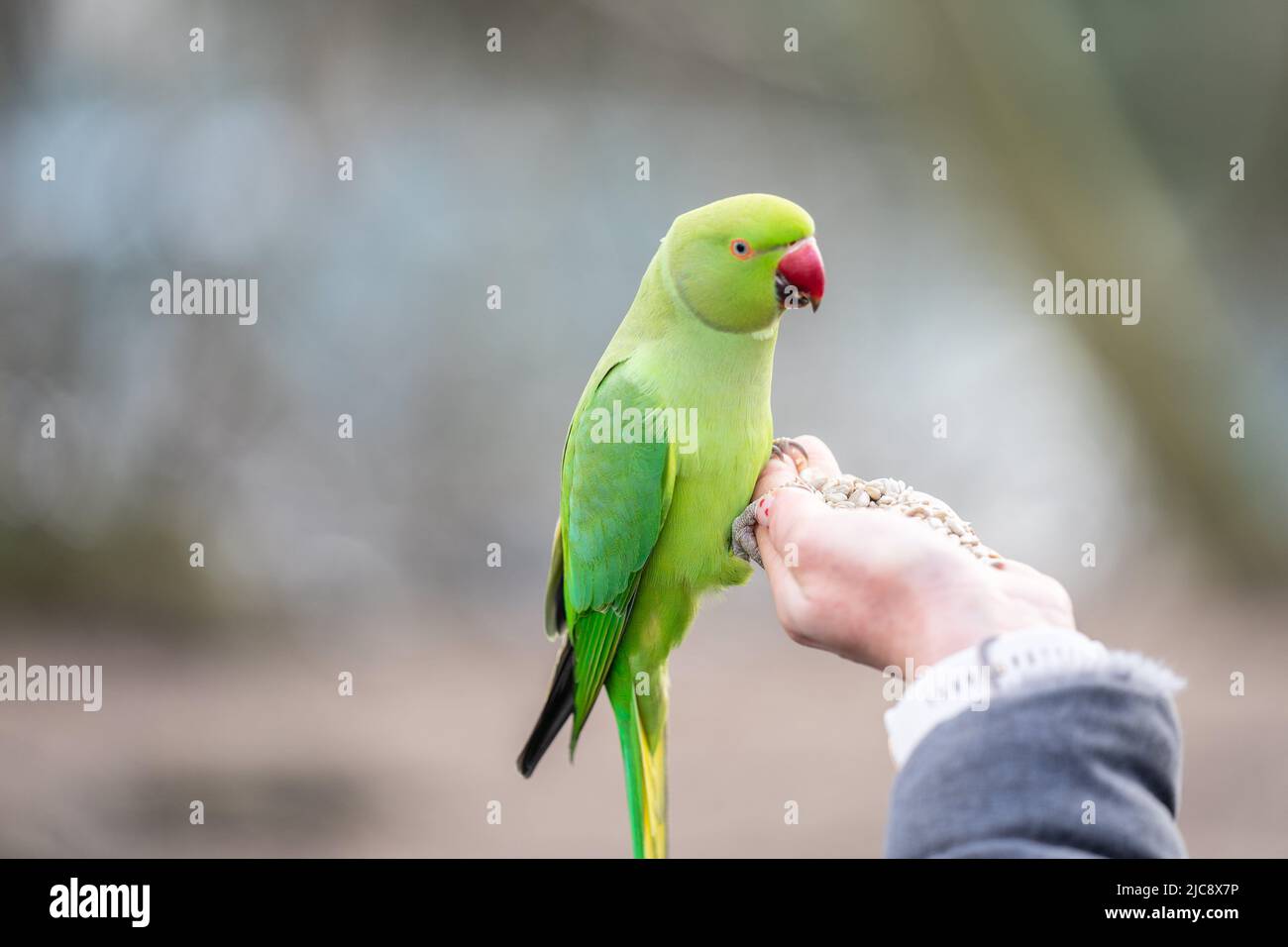 Ring necked parakeets flying uk hi-res stock photography and images - Alamy