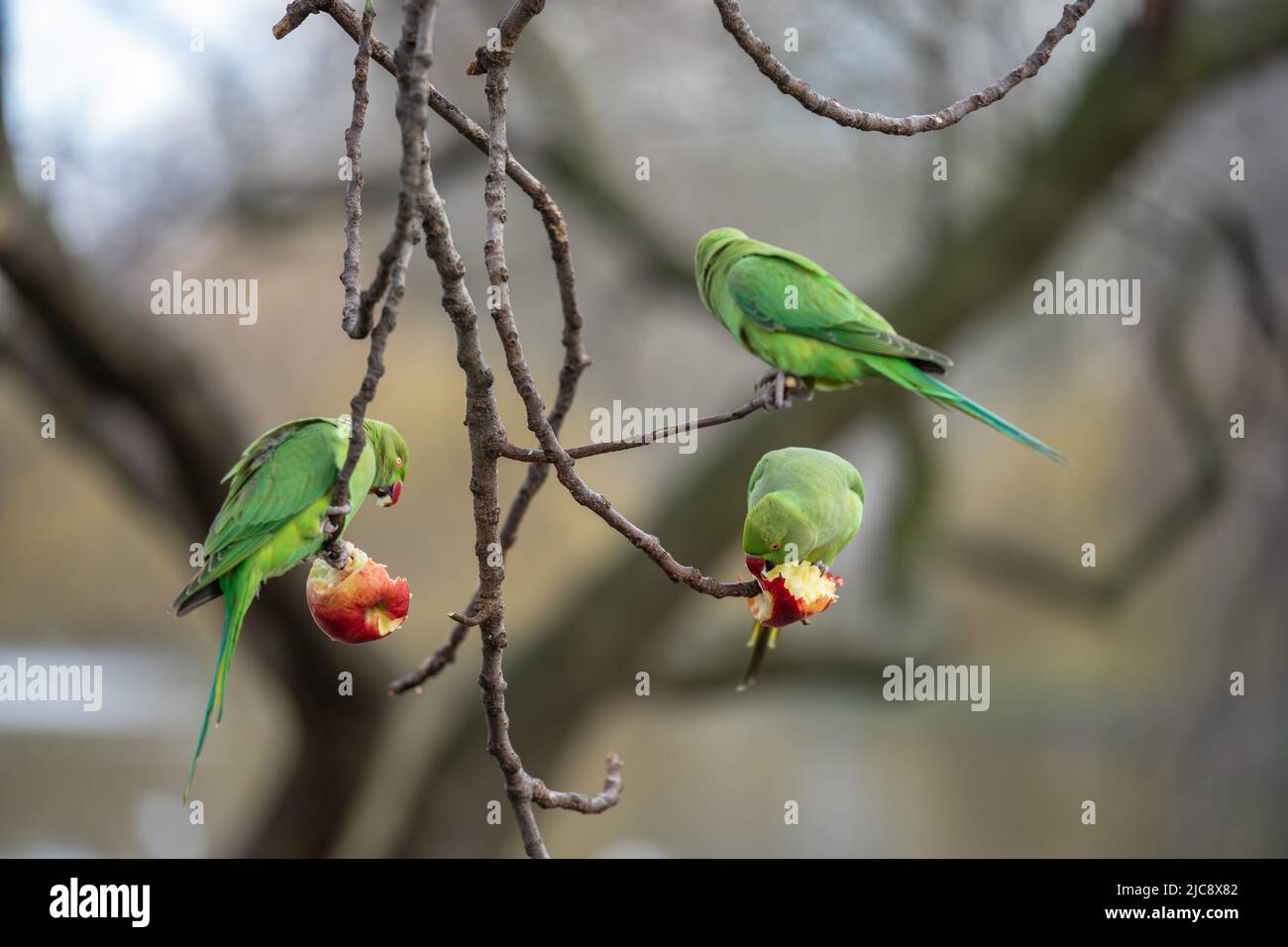 Parakeets of London.Parakeets of London. Feral parakeets in Great ...