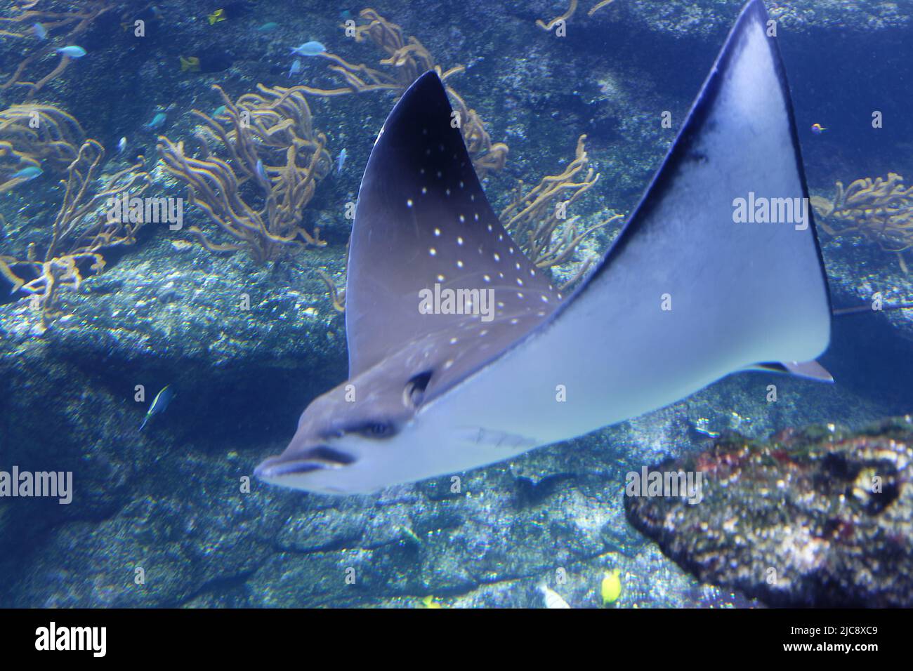 Atlantic stingrays hi-res stock photography and images - Alamy