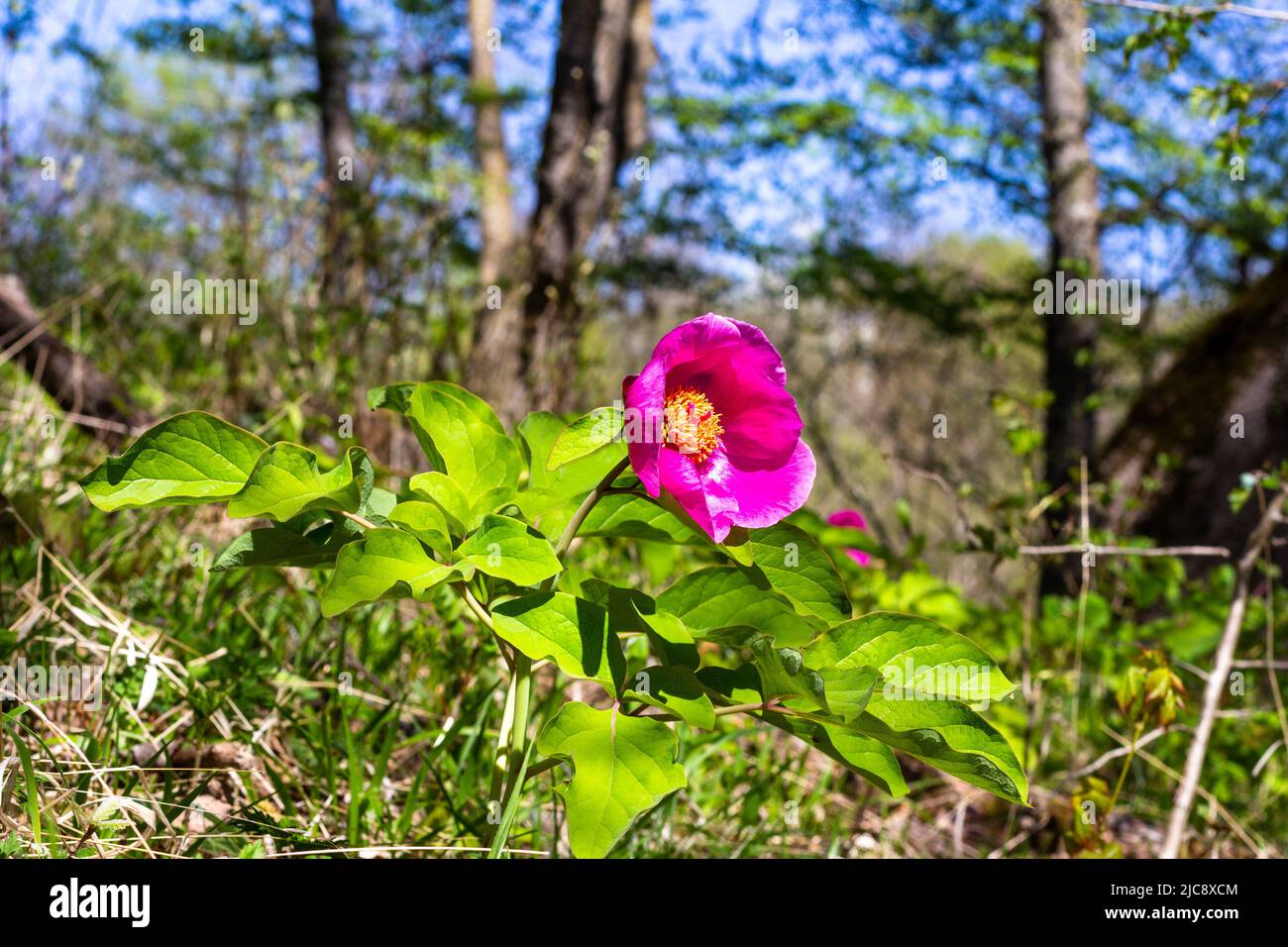 wild peony flower paeonia caucasica in the spring forest Stock Photo ...