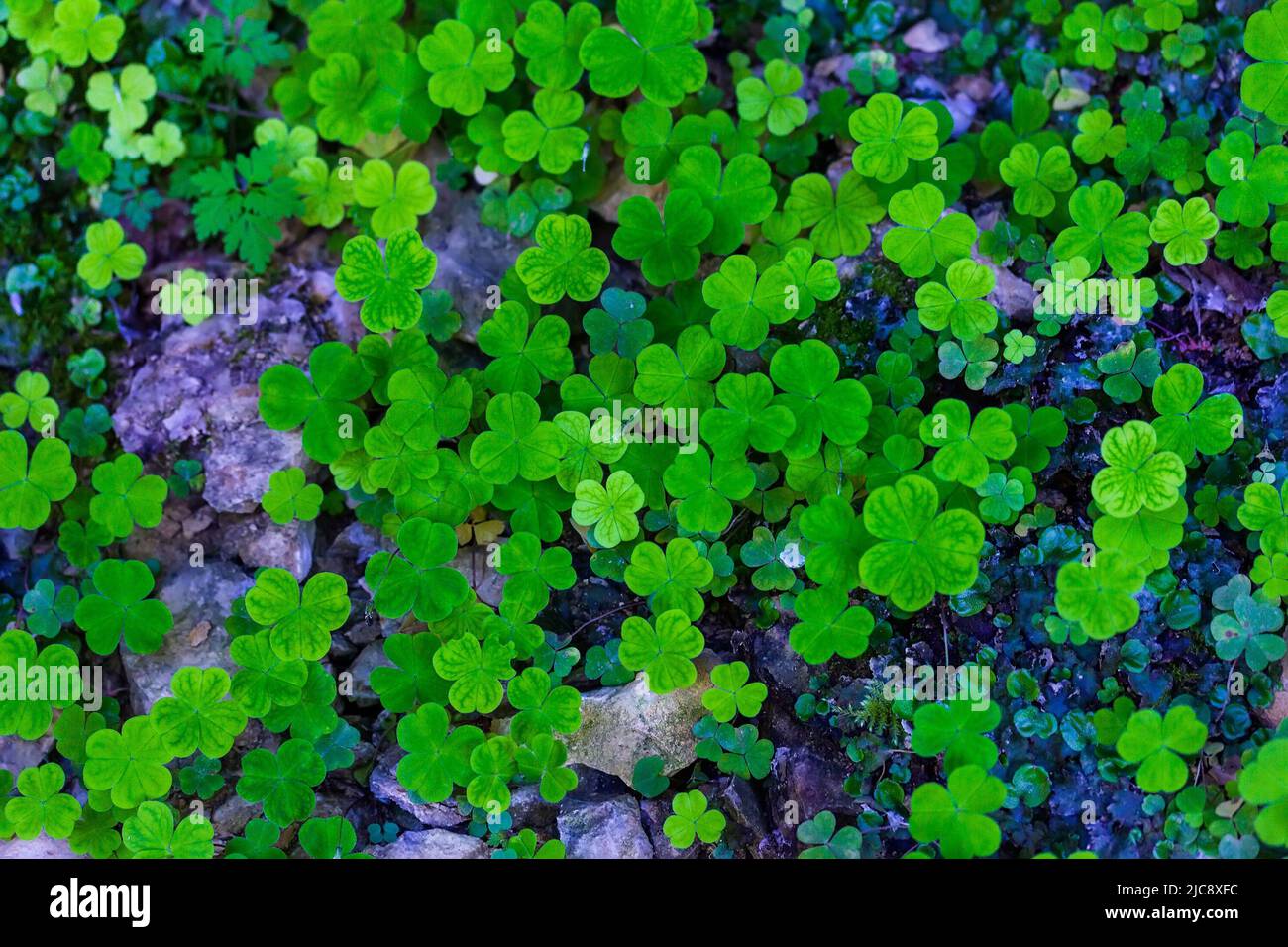 trefoil plant with green leaves top view Stock Photo - Alamy