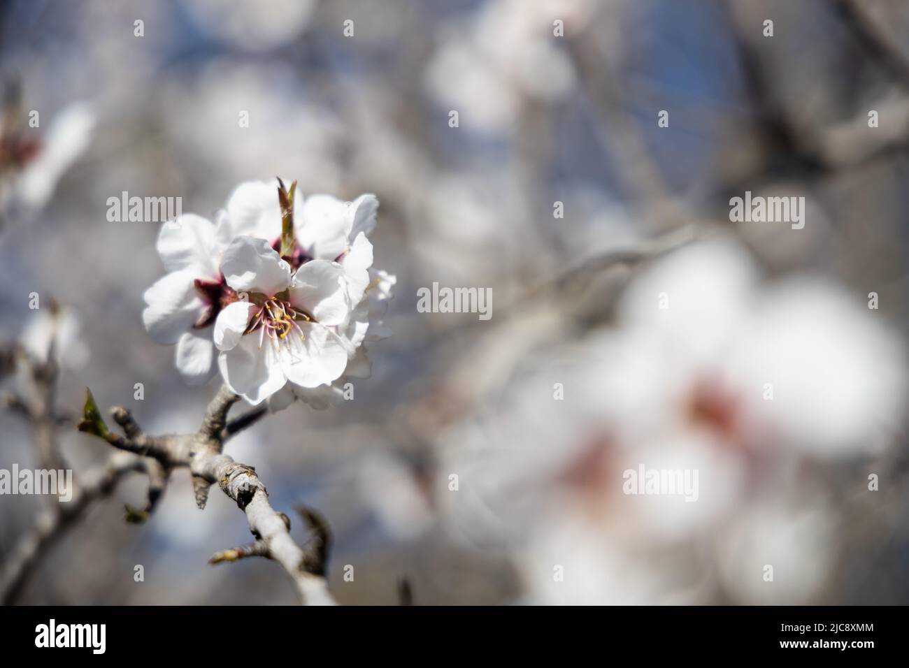White Almond blossom flower against a blue sky, vernal blooming of ...