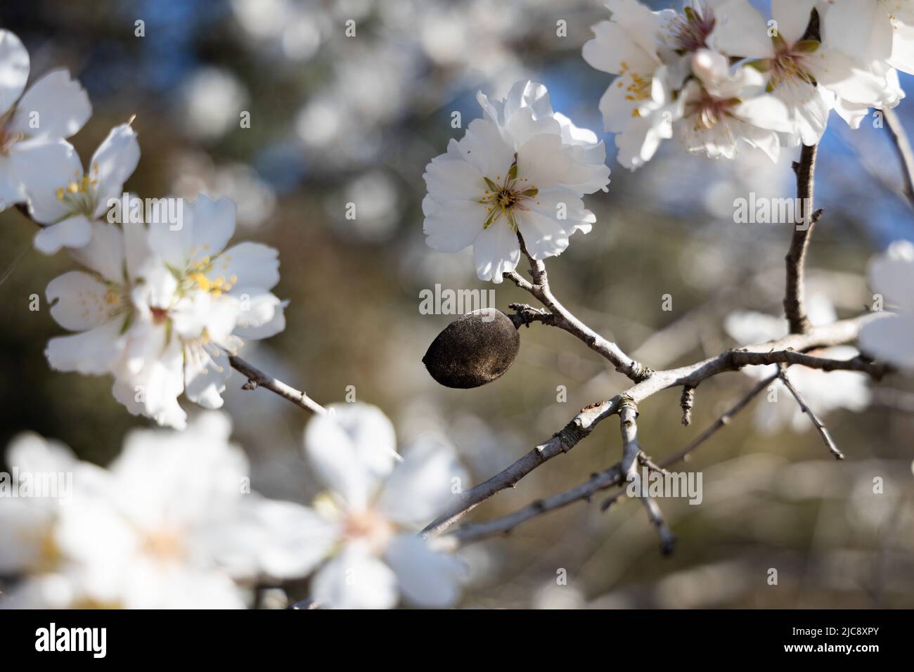 White Almond blossom flower against a blue sky, vernal blooming of ...