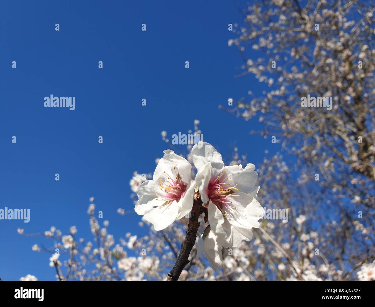 White Almond blossom flower against a blue sky, vernal blooming of ...