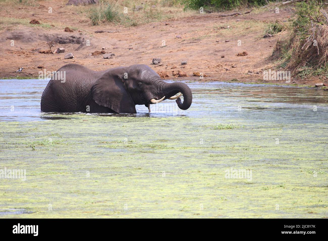 Afrikanischer Elefant im Sweni River / African elephant in Sweni River ...