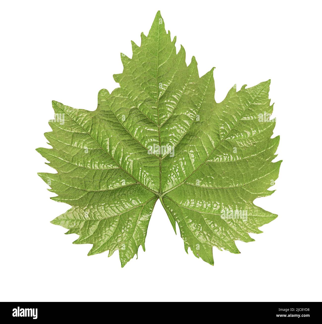Grape leaf isolated on white background Stock Photo - Alamy