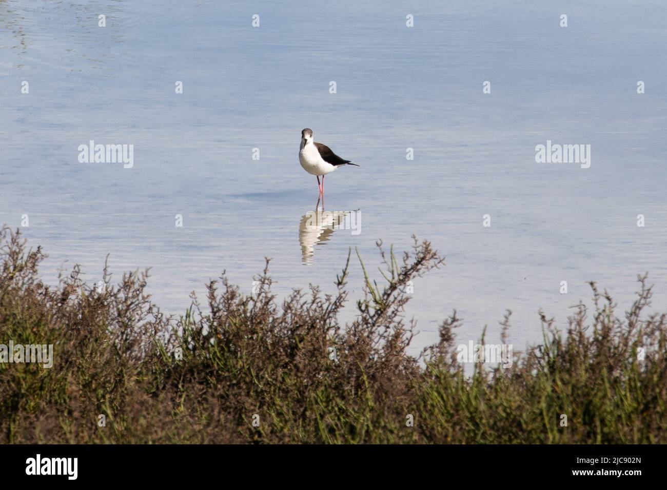 Black-winged stilt in the water with reflection, Spain Stock Photo - Alamy
