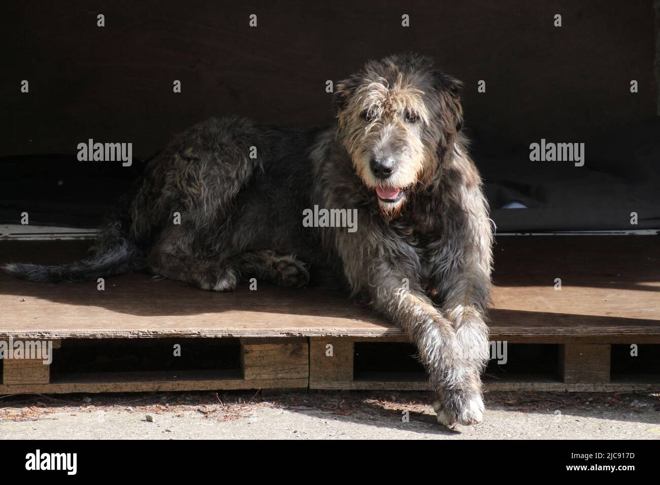 Irish wolfhound resting hi-res stock photography and images - Alamy