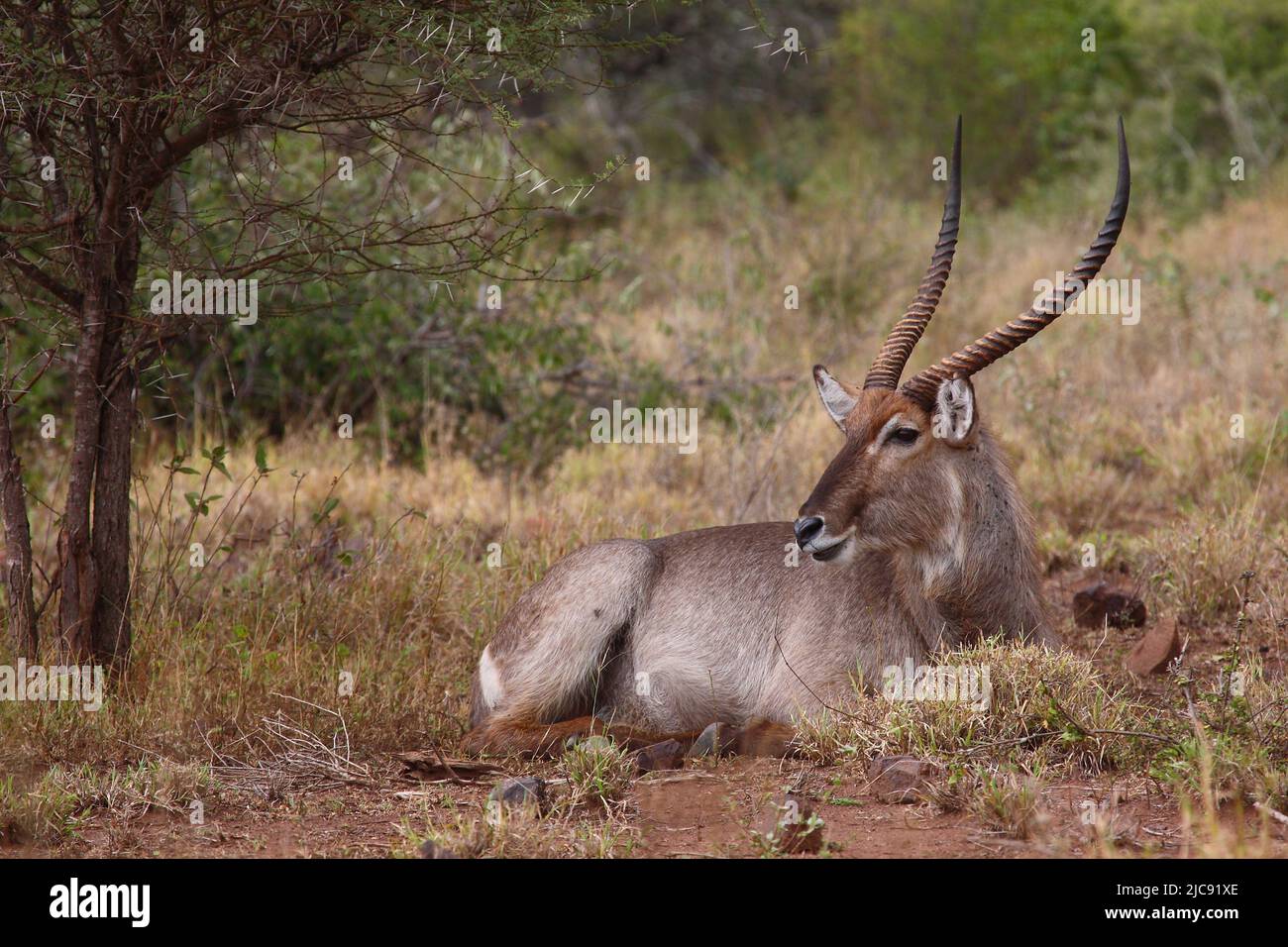 Wasserbock / Waterbuck / Kobus ellipsiprymnus Stock Photo - Alamy