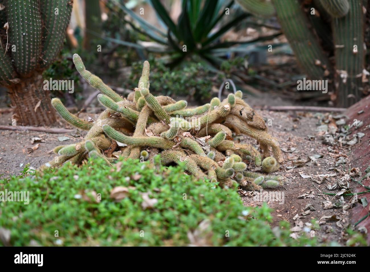 golden rat tail cactus or Cleistocactus winteri is a succulent of the ...