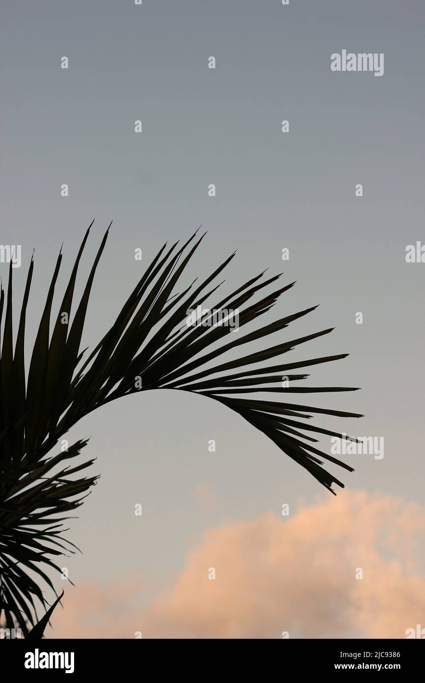 Tropical palm trees growing in the sunny meadow Stock Photo - Alamy