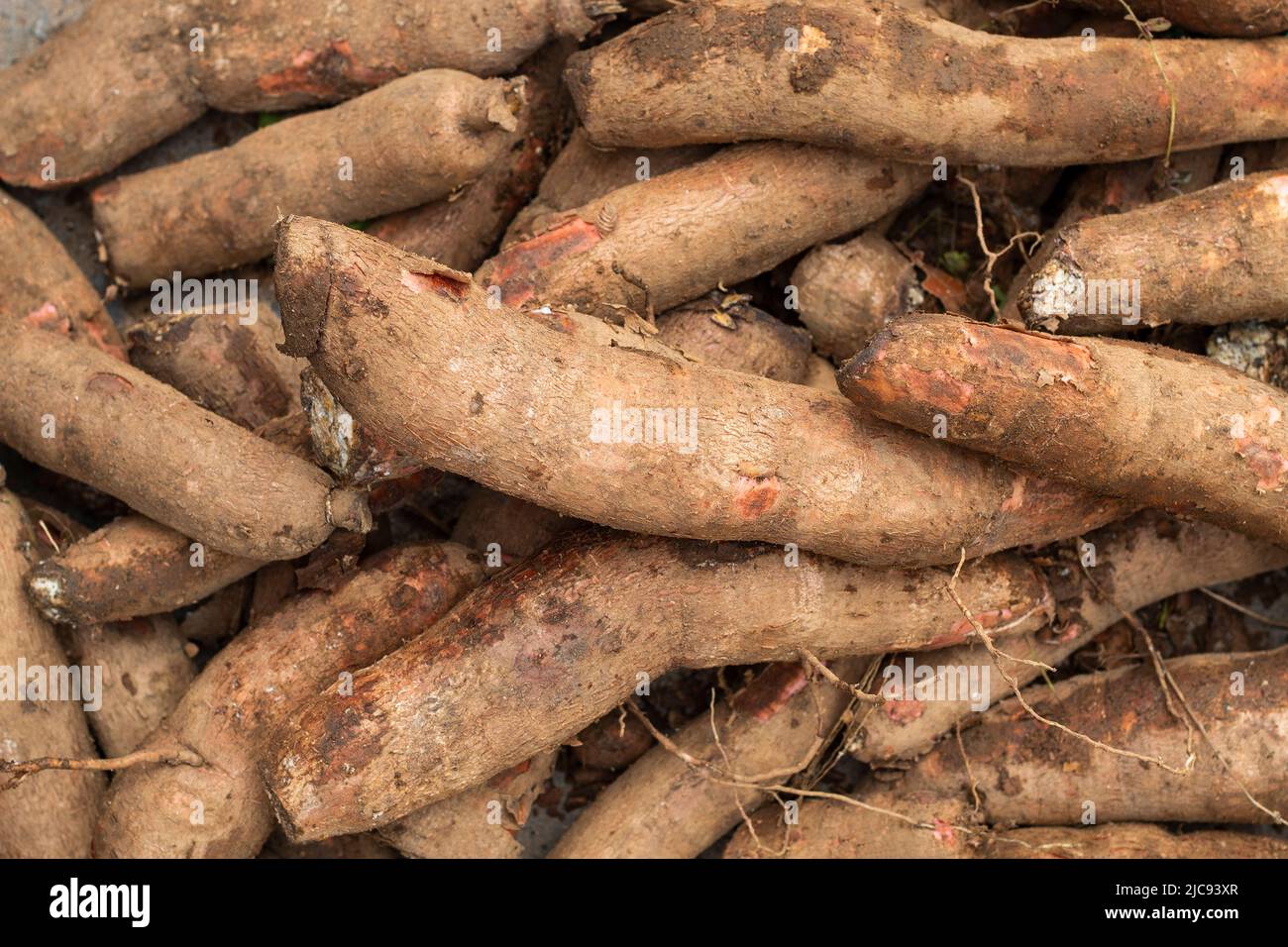 Manihot esculenta - Fresh cassava freshly harvested by farmer Stock ...