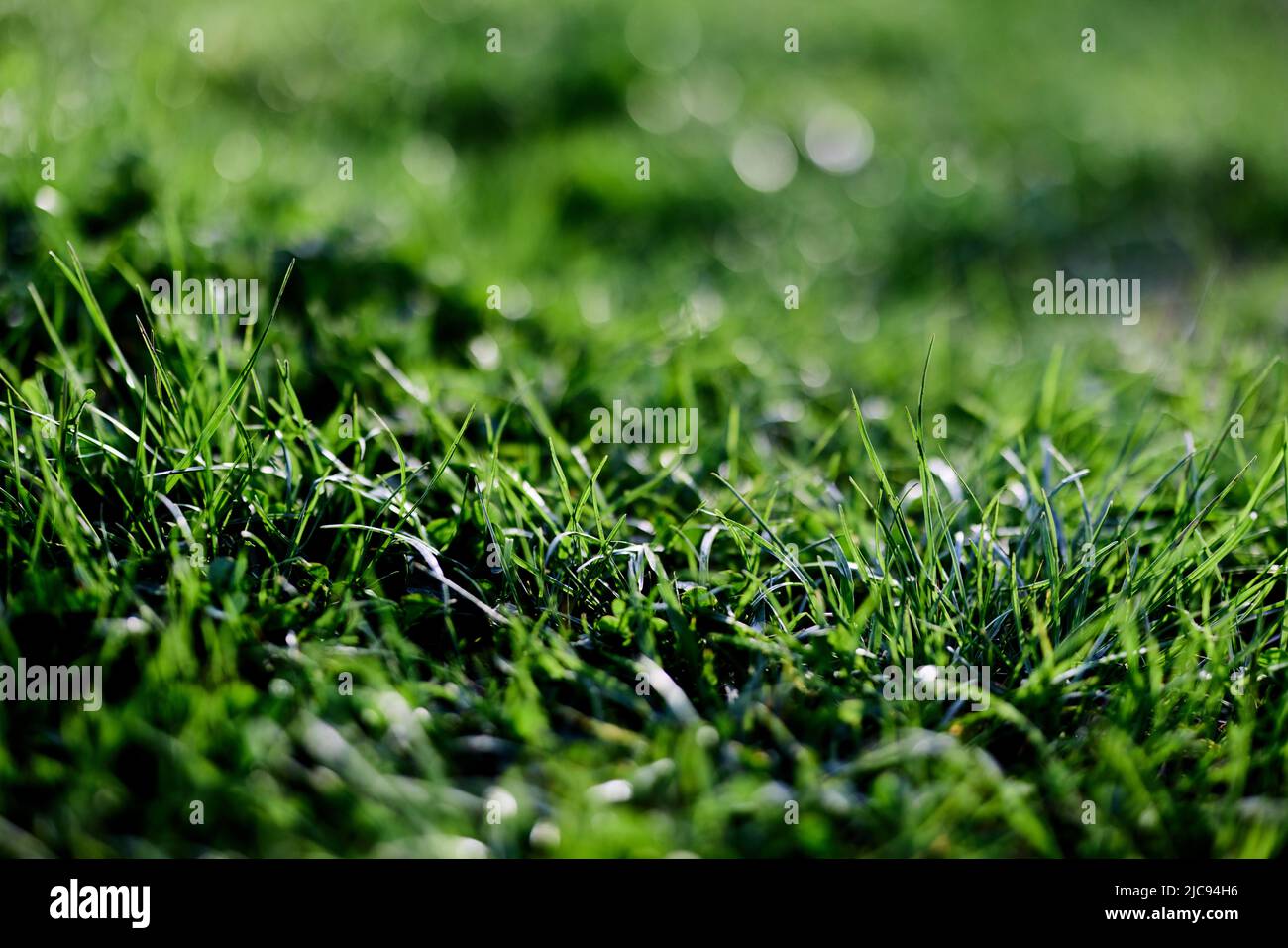 Spring young lawn grass, illuminated by sunlight. The energy of life, a ...