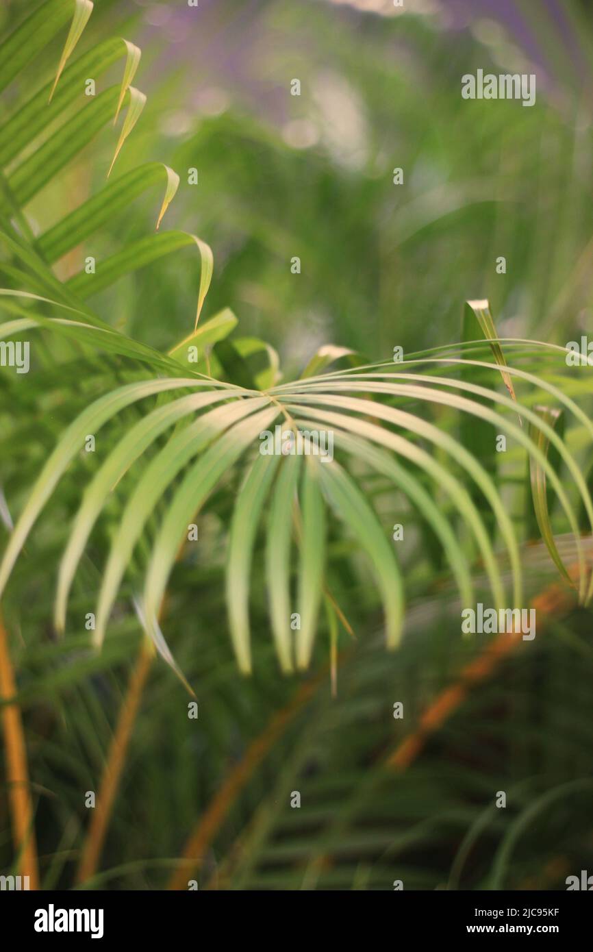 Tropical palm trees growing in the sunny meadow Stock Photo - Alamy