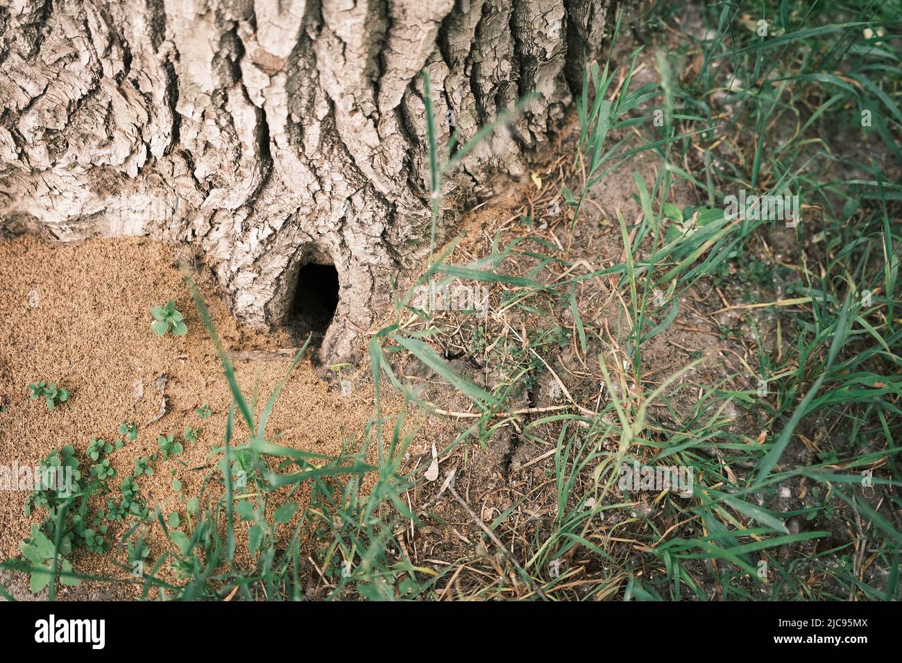 The Ants-house or nest that attached to the old tree. In this nest, the ...