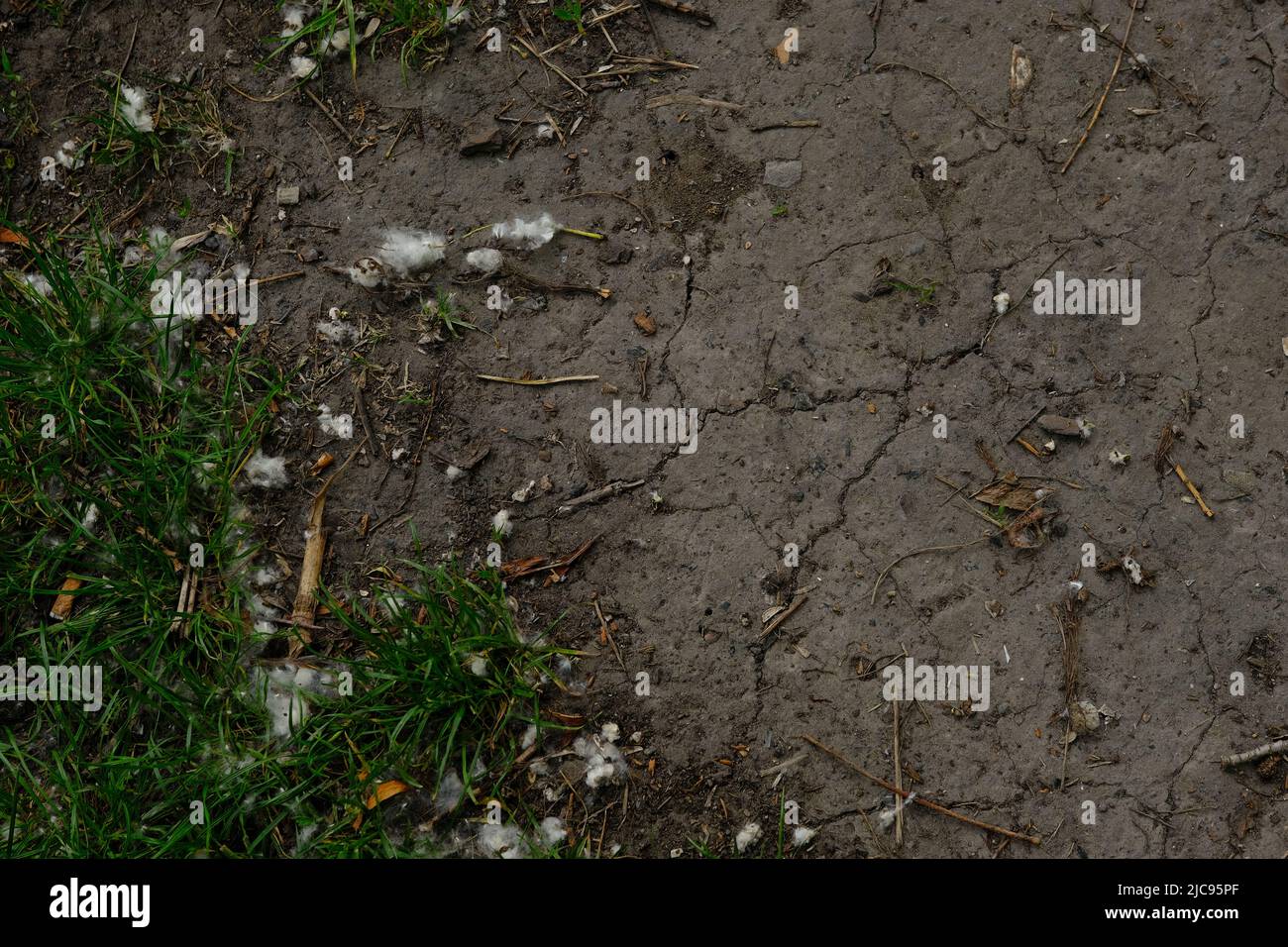 Earth ground covered with compost mulch fragment as a texture ...