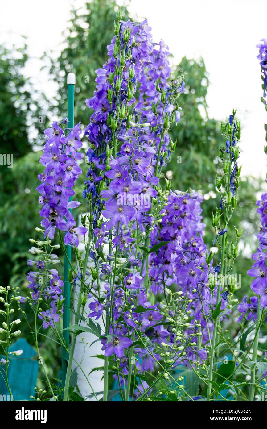 Decorative Delphinium Flowers Of Violet Color Glowing In The Garden