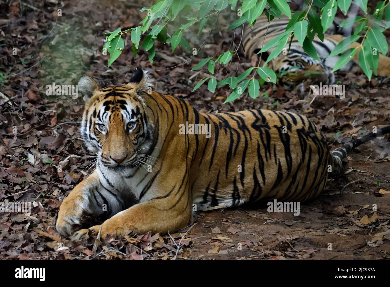 Female tigress hi-res stock photography and images - Alamy
