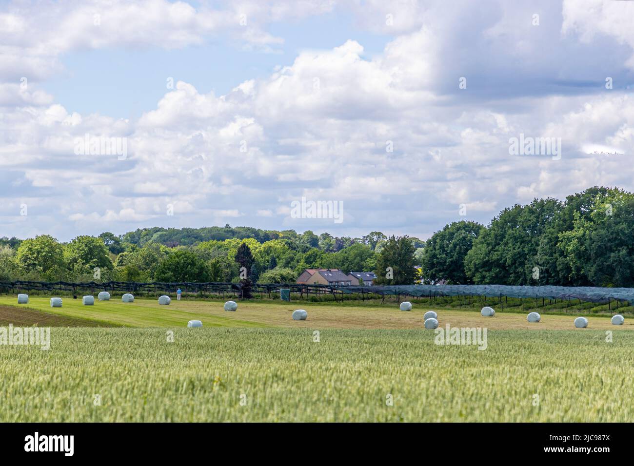 Dutch countryside landscape with farmland with hay bales on the grass ...