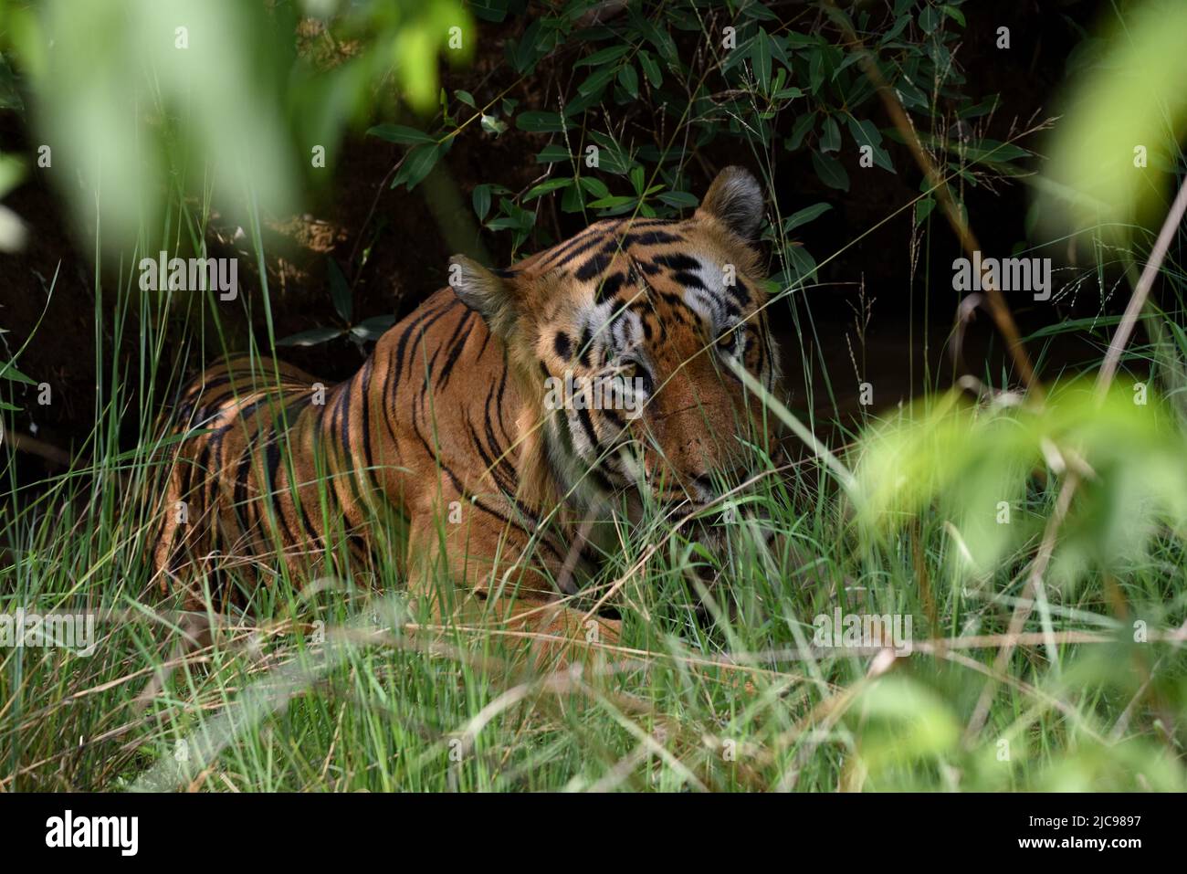 Tiger in bangladesh hi-res stock photography and images - Alamy