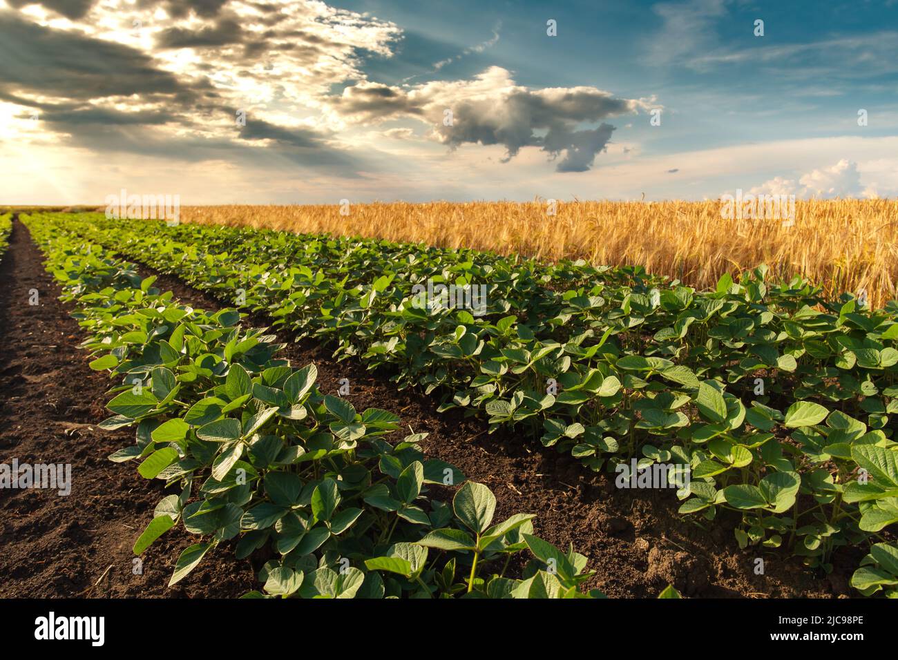 field of soybeans and wheat before sunset Stock Photo - Alamy