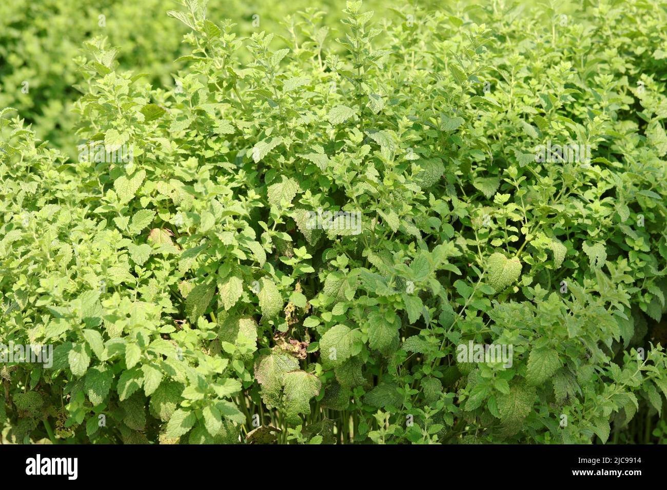 many leaves of MELISSA also called lemon balm an aromatic plant widely ...