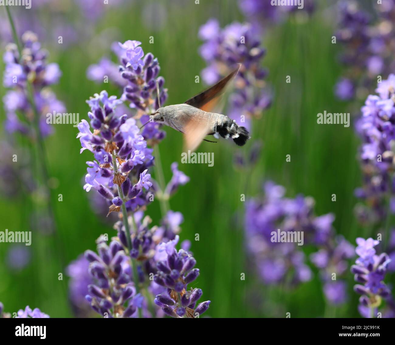 Flying insect called hummingbird hawk moth while sucking nectar from ...
