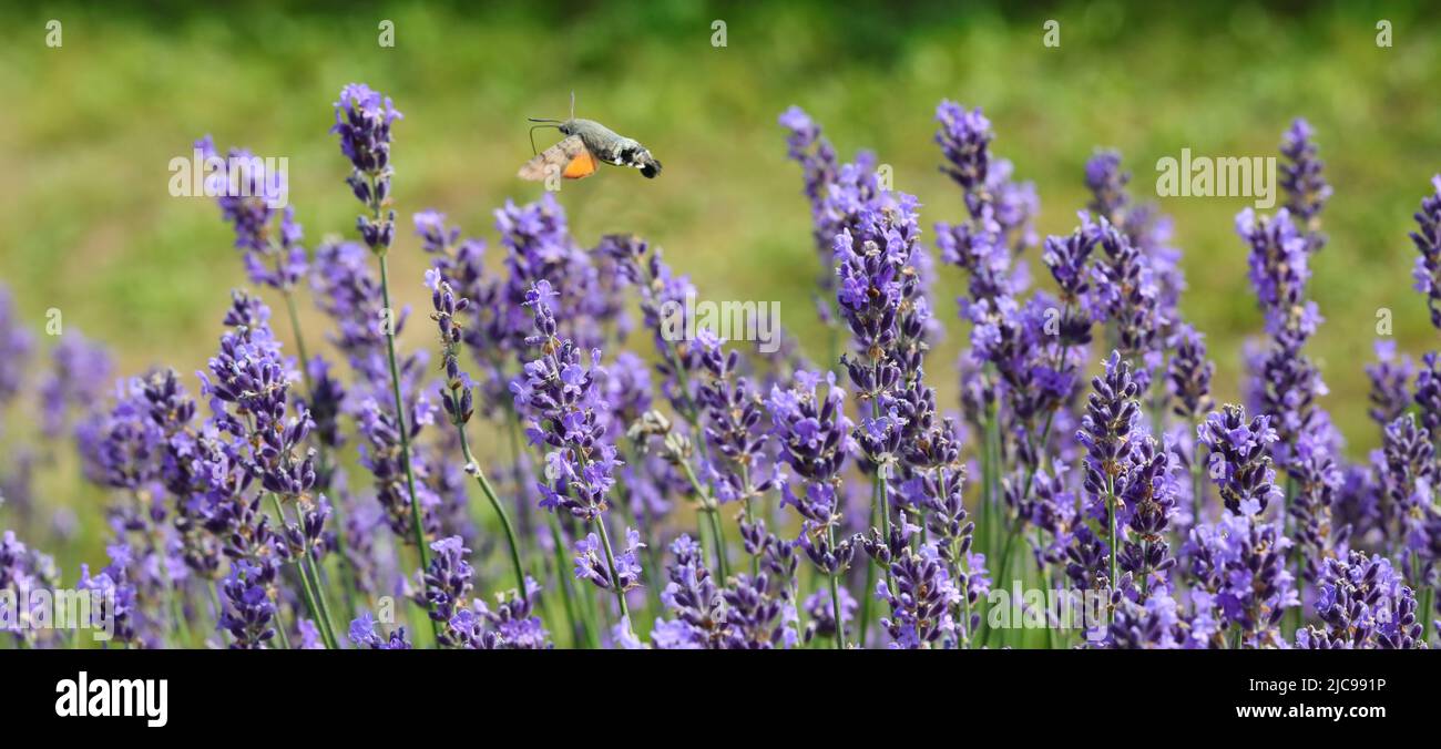 flight of a little butterfly called hummingbird hawk moth while sucking ...