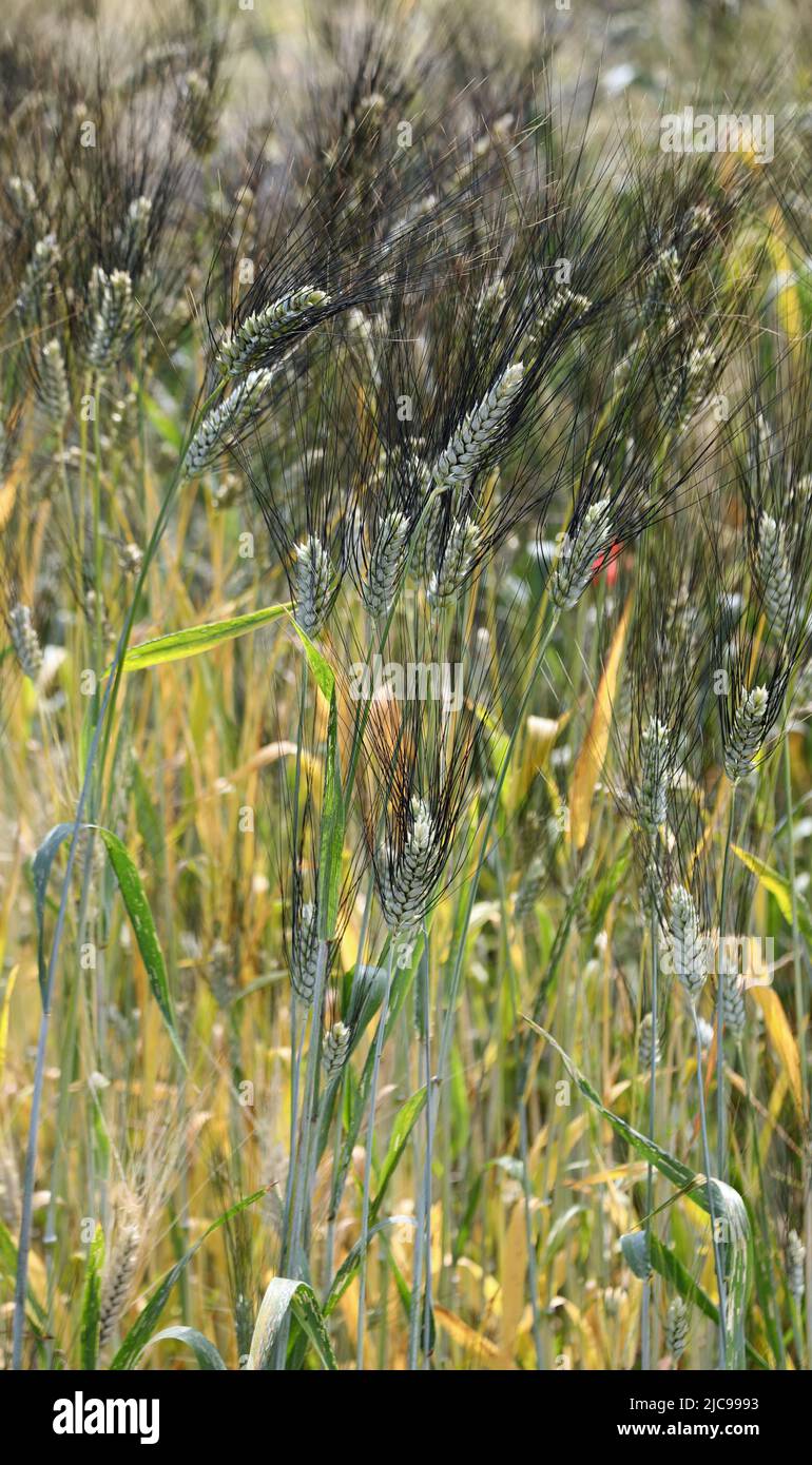 Rare ears of wheat of an italian ancient grains called SENATORE ...