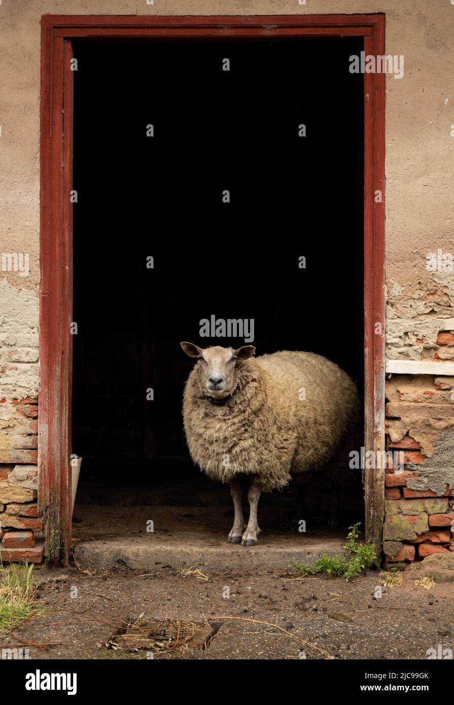 Picturesque sheep with white fur standing in a doorway. Rural farm ...