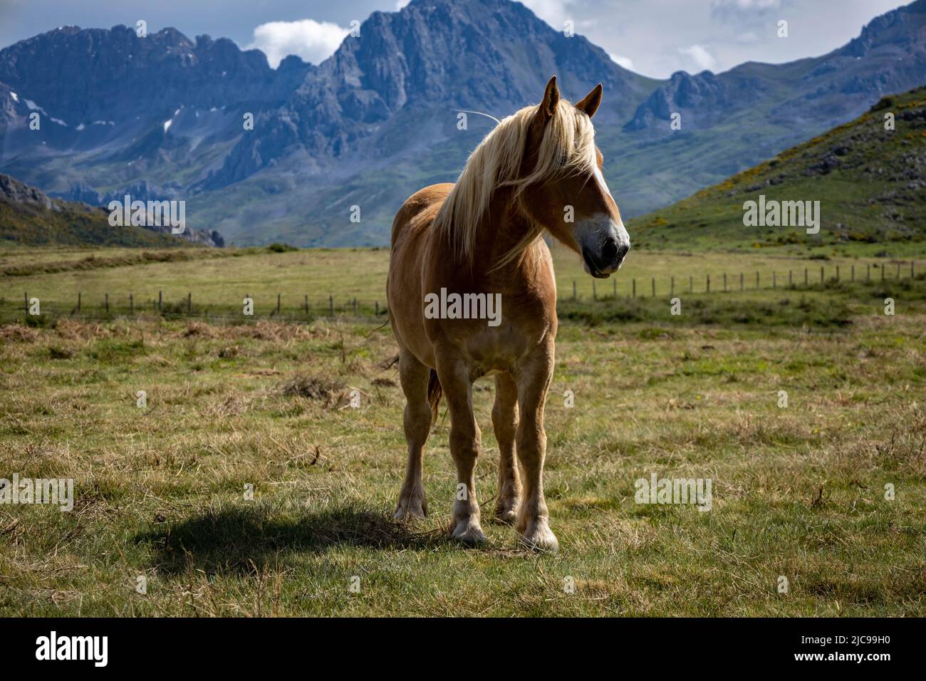 Beautiful specimen of horse of the Pyrenees. Horse with blond manes ...