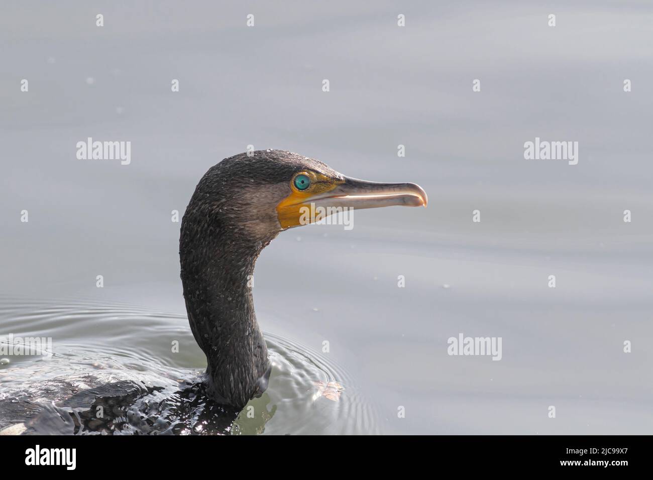 Cormorant during its fishing activity in the Douro River, north of ...