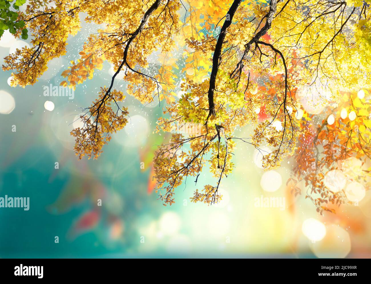 Vibrant fall foliage Stock Photo - Alamy