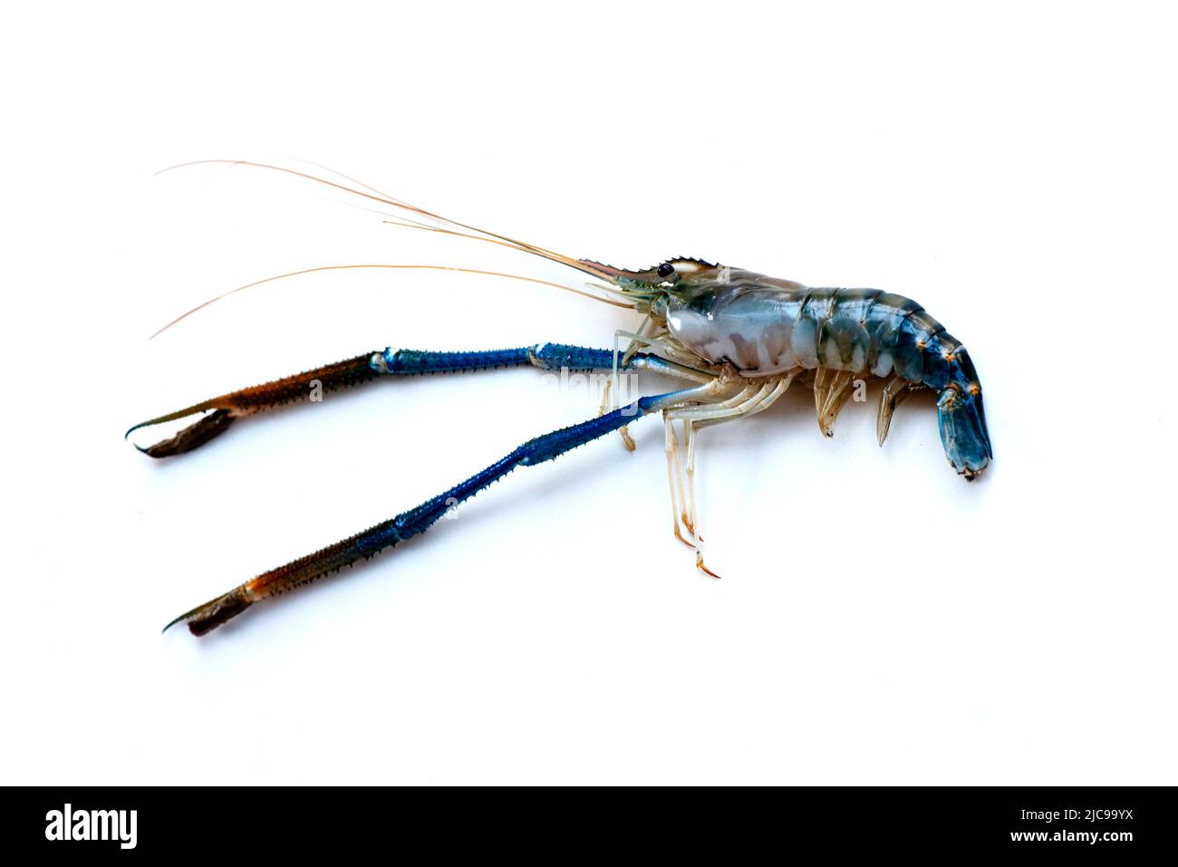 A big fresh river prawn are ready for cooking,to tom Yum Goong,on the ...