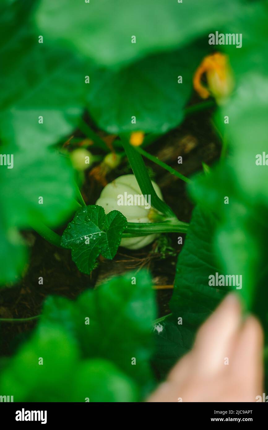 Stem emerge hi-res stock photography and images - Alamy