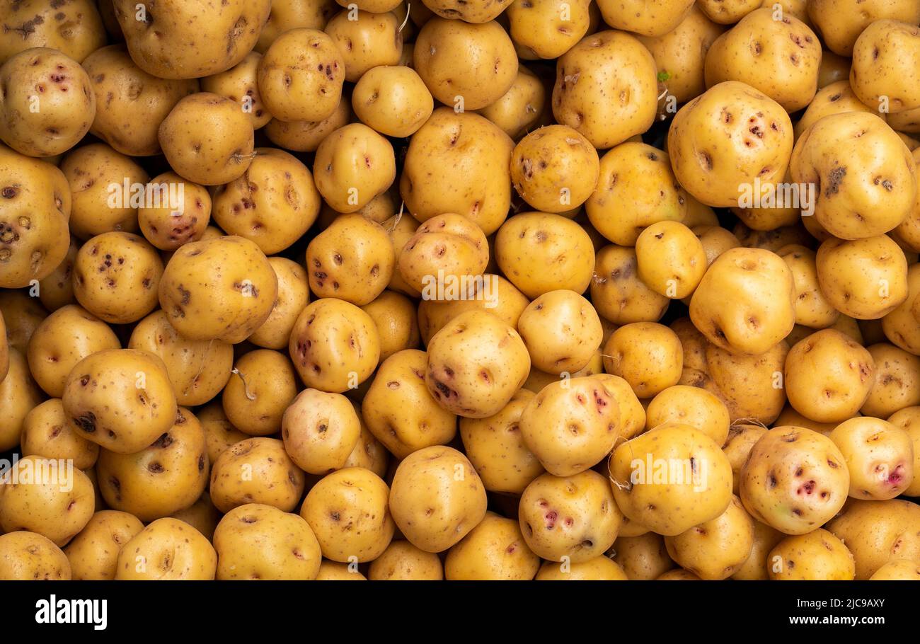 Organic Criollo potato in the traditional Colombian market - Solanum ...
